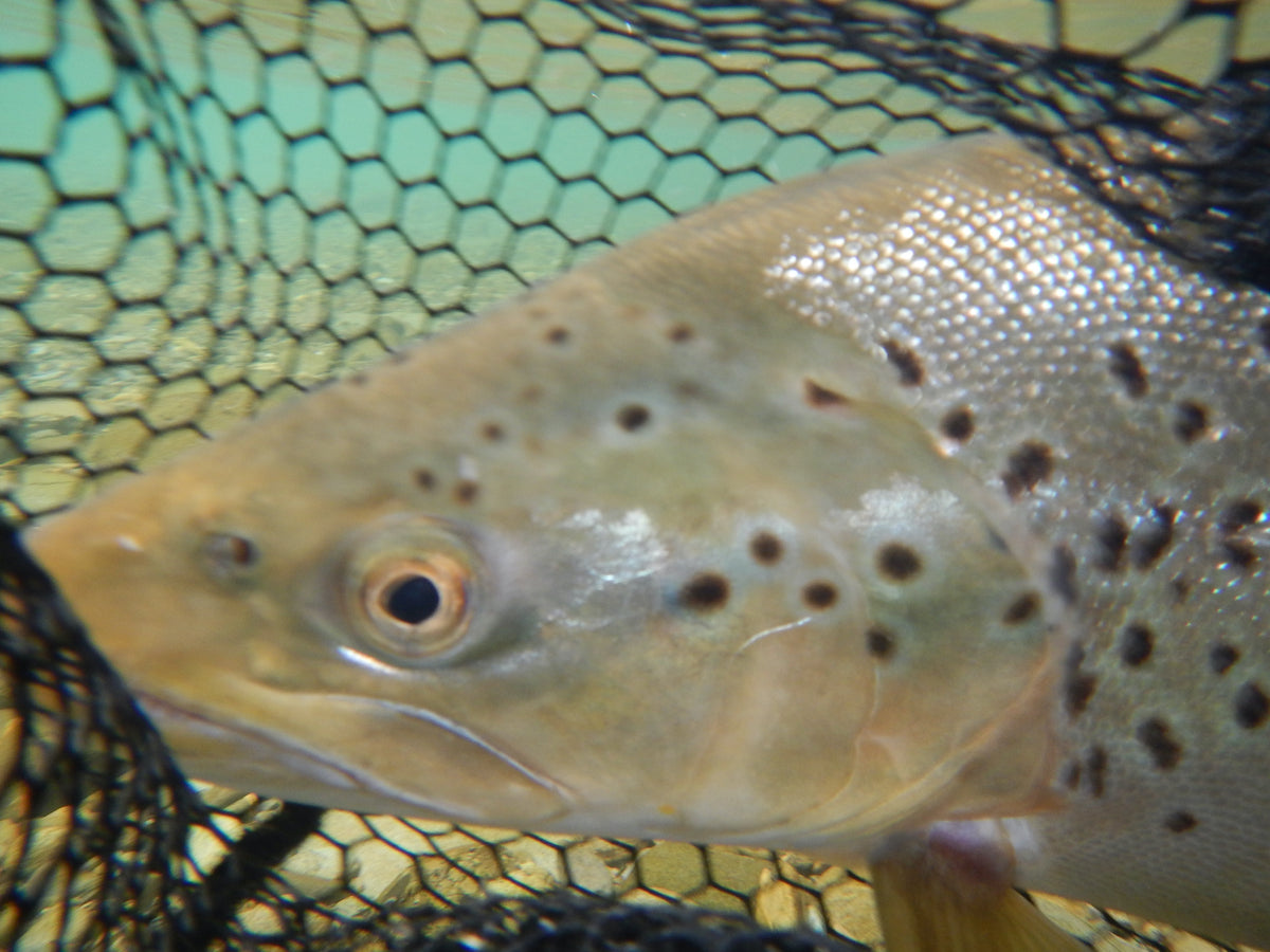 Jig Head Flash Back Pheasant Tail Gold Tungsten Bead – The Fly Shop ...