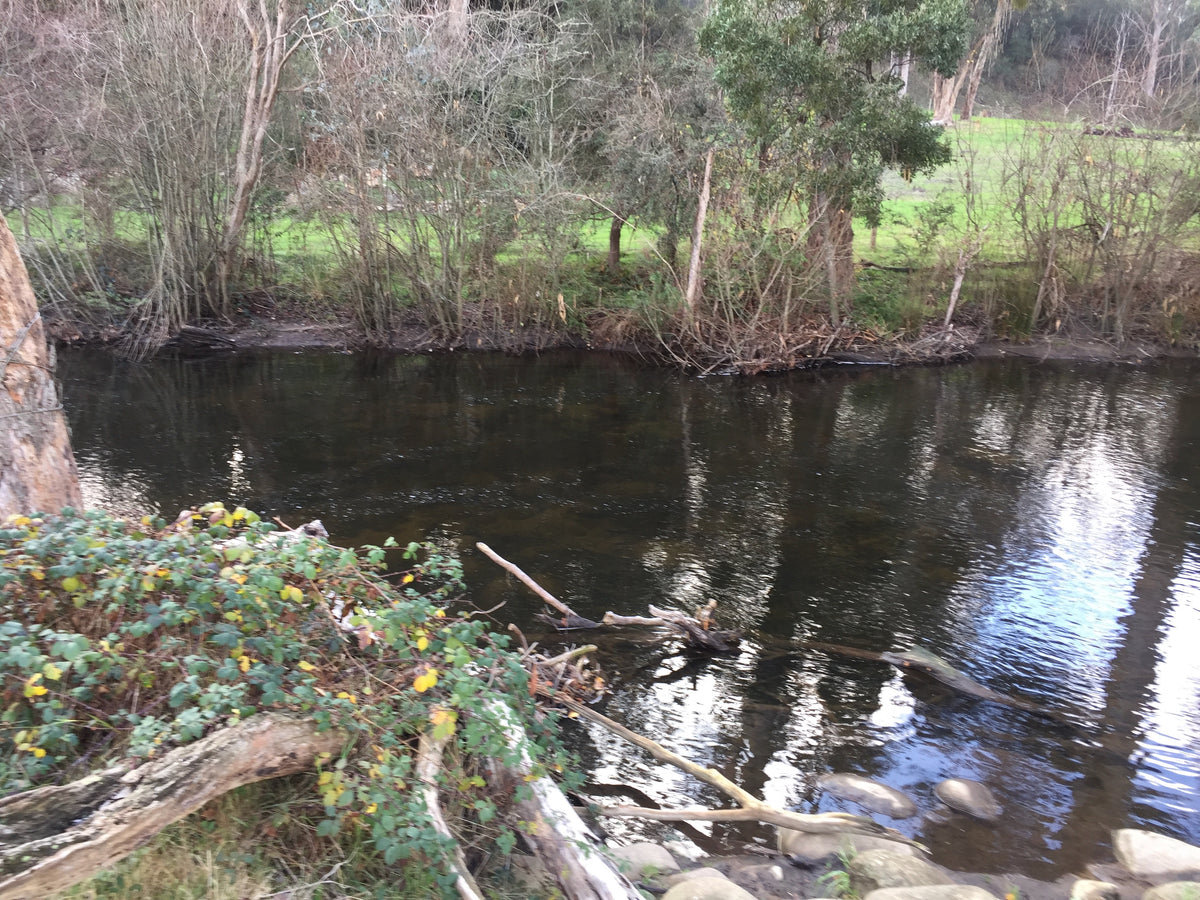 CDC Flying Ant (Rust) – The Fly Shop Australia