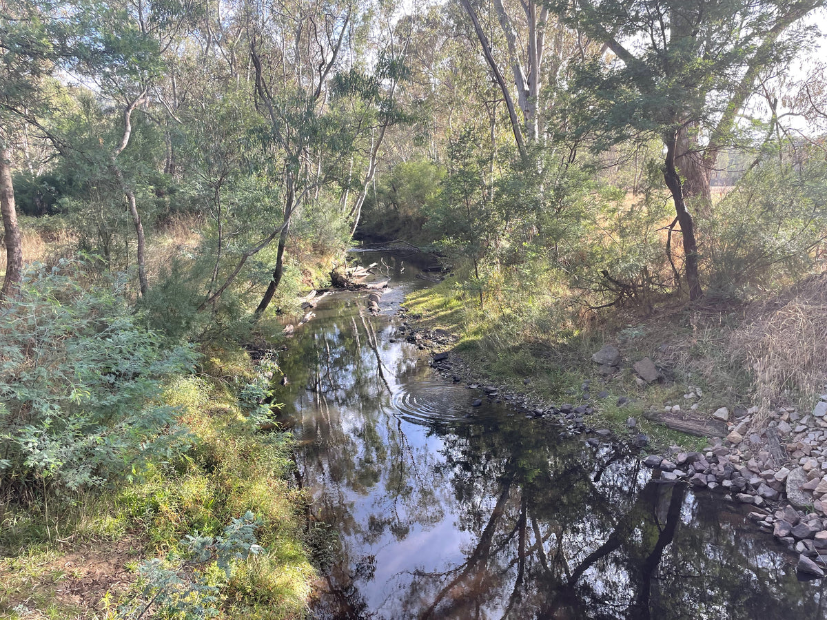 Miss Knobby X Hopper – The Fly Shop Australia